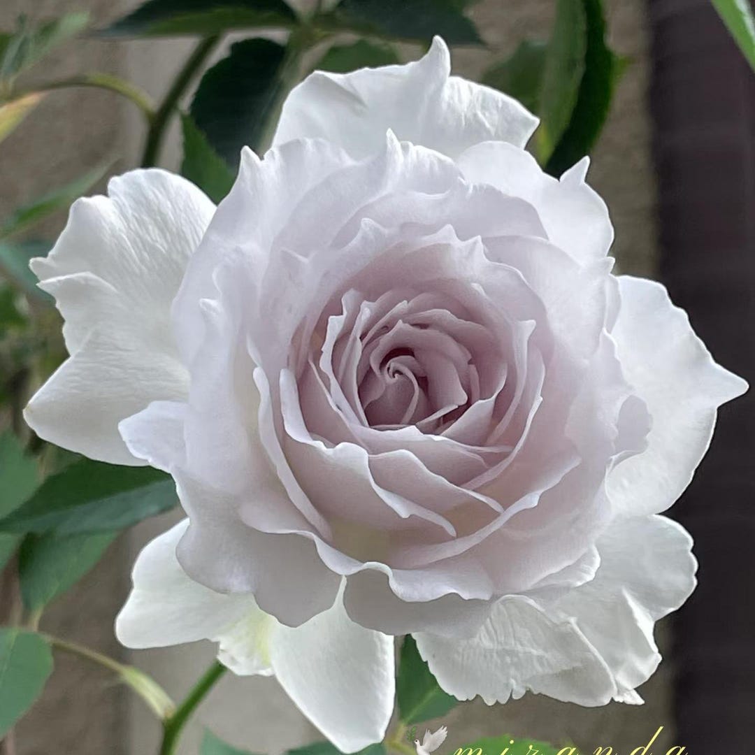 Rare Rose Flower 1 Gal Gabriel - Etsy