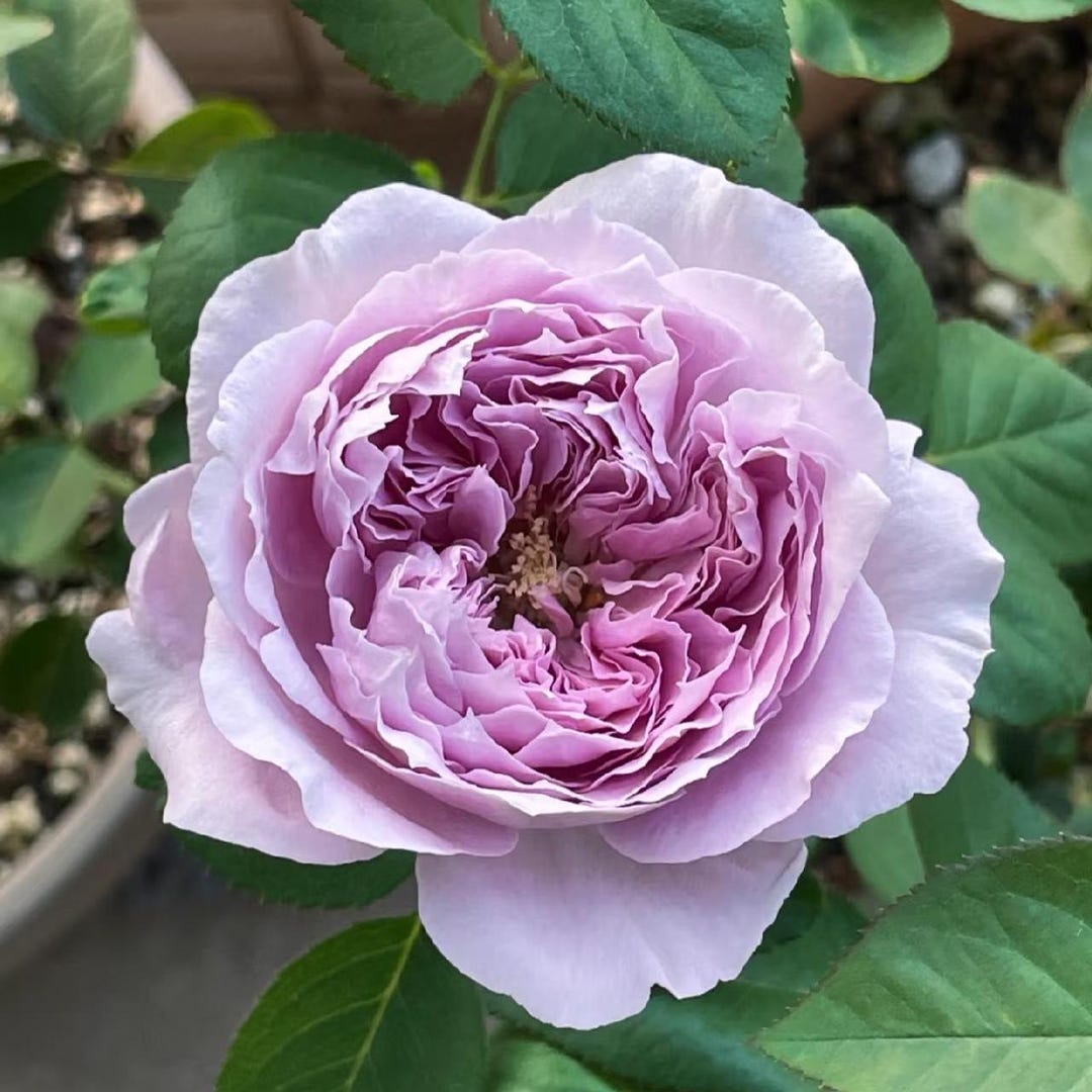 Rare Rose Flower 1 Gal Repartil - Etsy