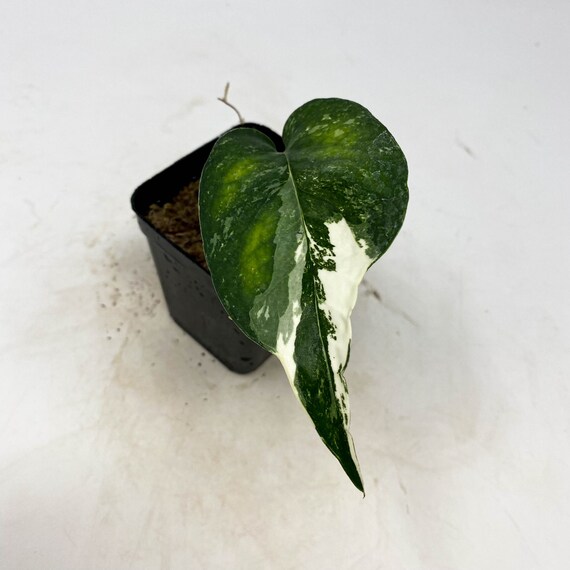 Variegated Epipremnum Pinnatum RARE - Etsy