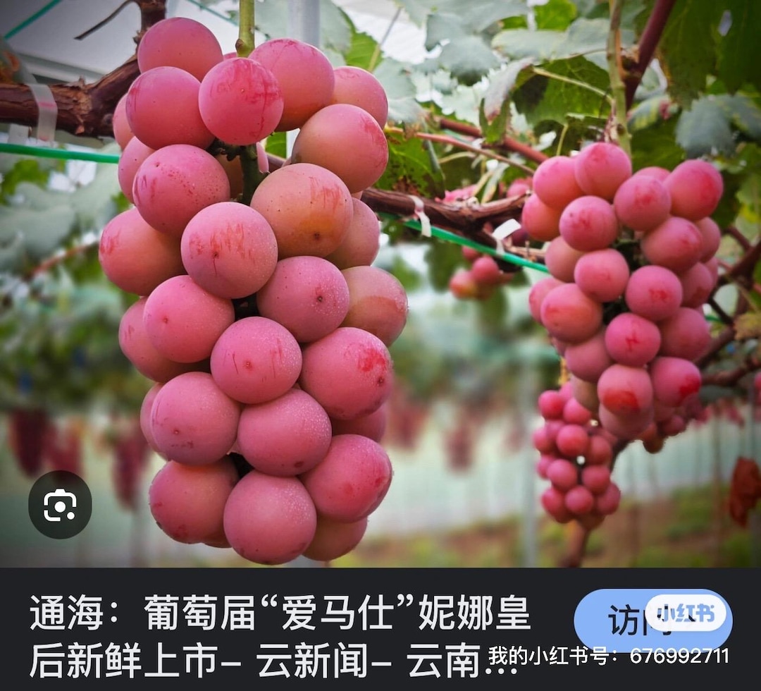 Grafted Live Japanese Queen Nina Grape Bare Roots Vine Plants 22inch ...