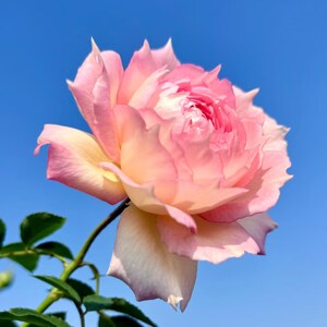 Rare Rose Flower 1 Gal Yuwansha - Etsy