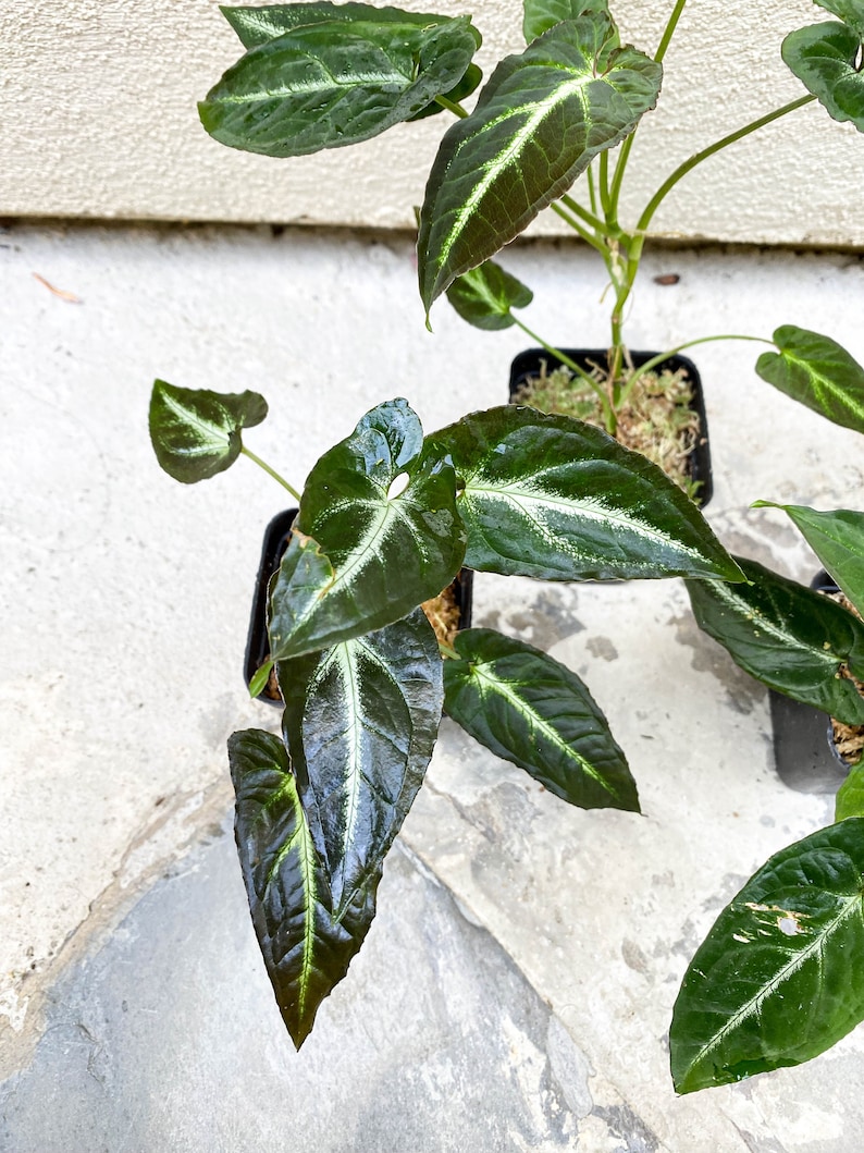 Syngonium Rayii Dark Green - Etsy