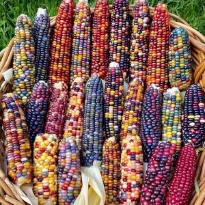 Colorful Glass Gems, Corn Seeds, Colorful Playthings, Edible Small ...