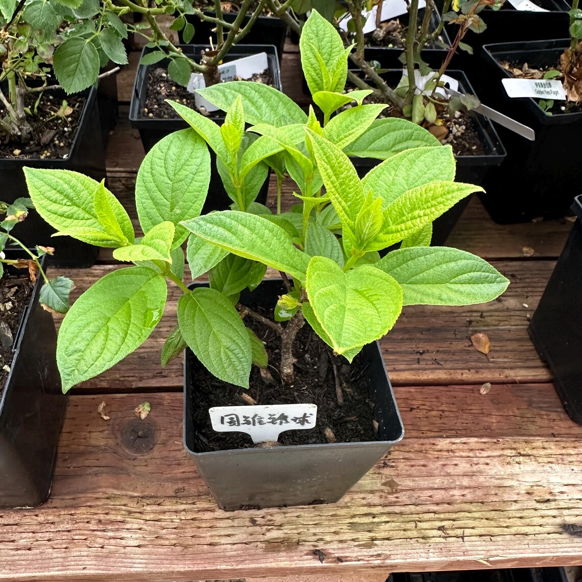 Rare Hydrangea Flower 1 Gallon Sent at Random.（rooted)smooth Hydrangea ...