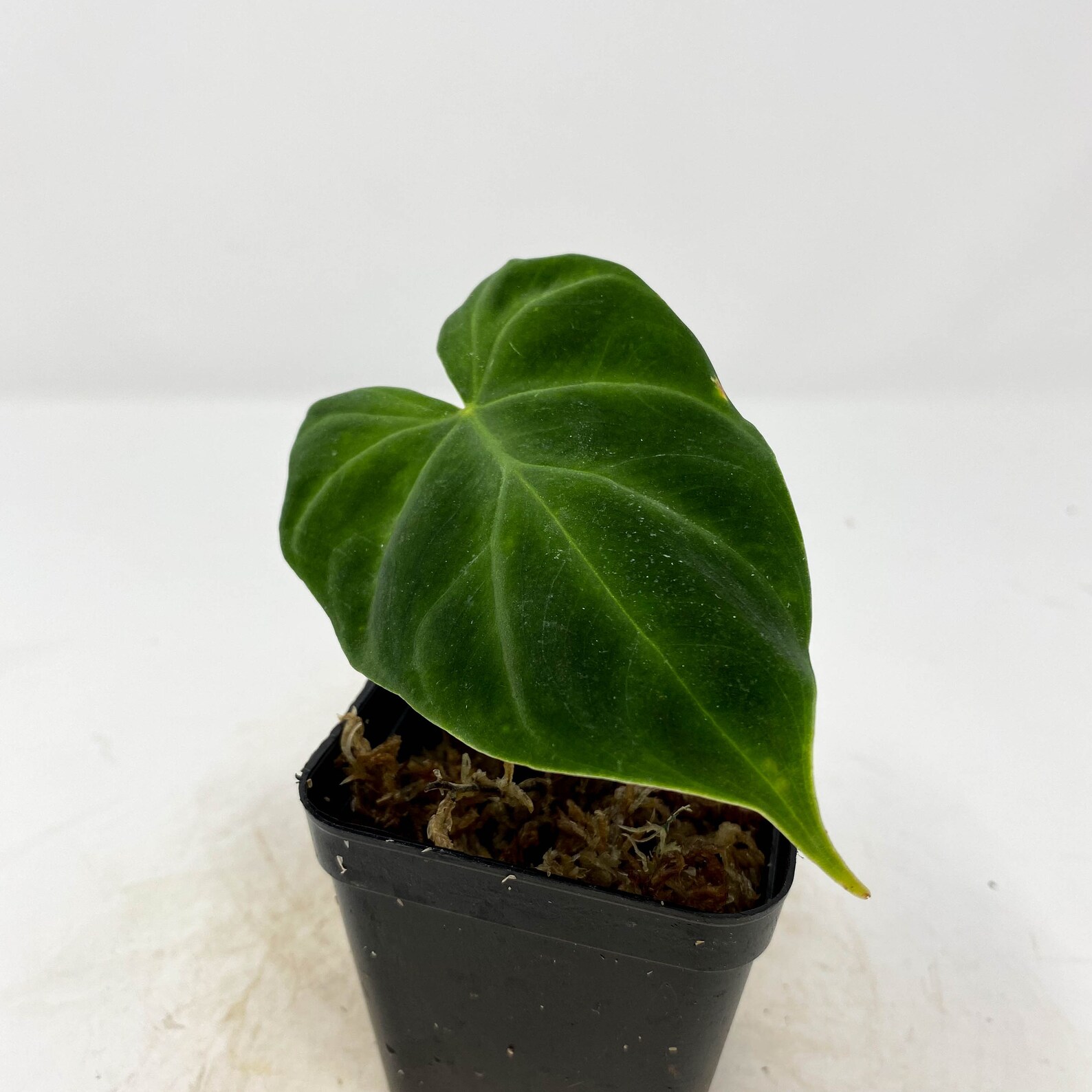 US Seller Philodendron Verrucosum Super 'mini' Red - Etsy