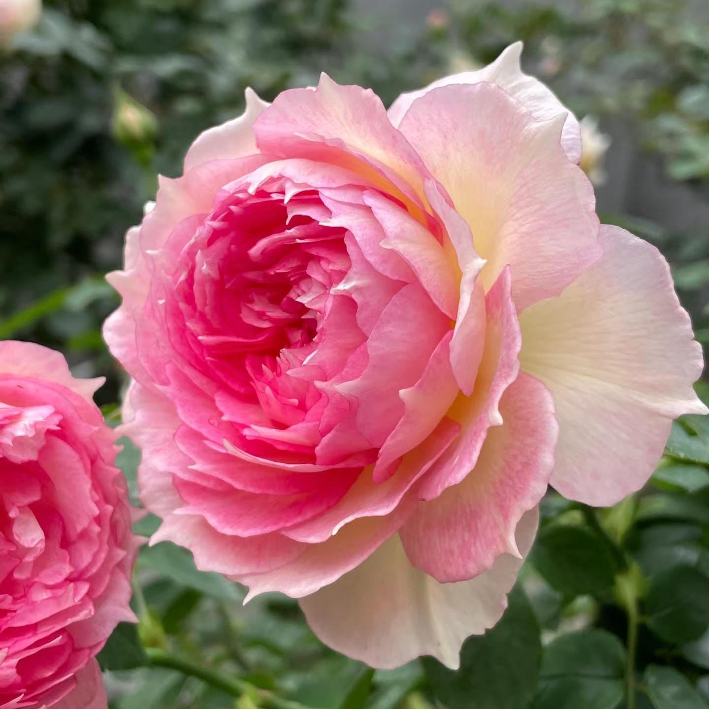 Rare Rose Flower 1 Gal Yuwansha - Etsy