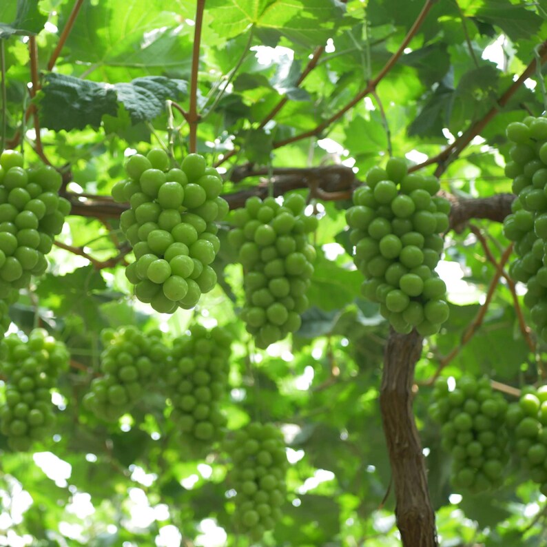 Grafted "shine Muscat" Grape Vine Tree 阳光玫瑰葡萄树苗 Premium Seedless Green ...