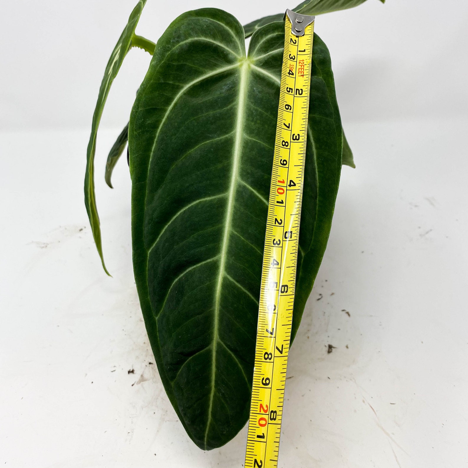 Anthurium villenaorum | Etsy