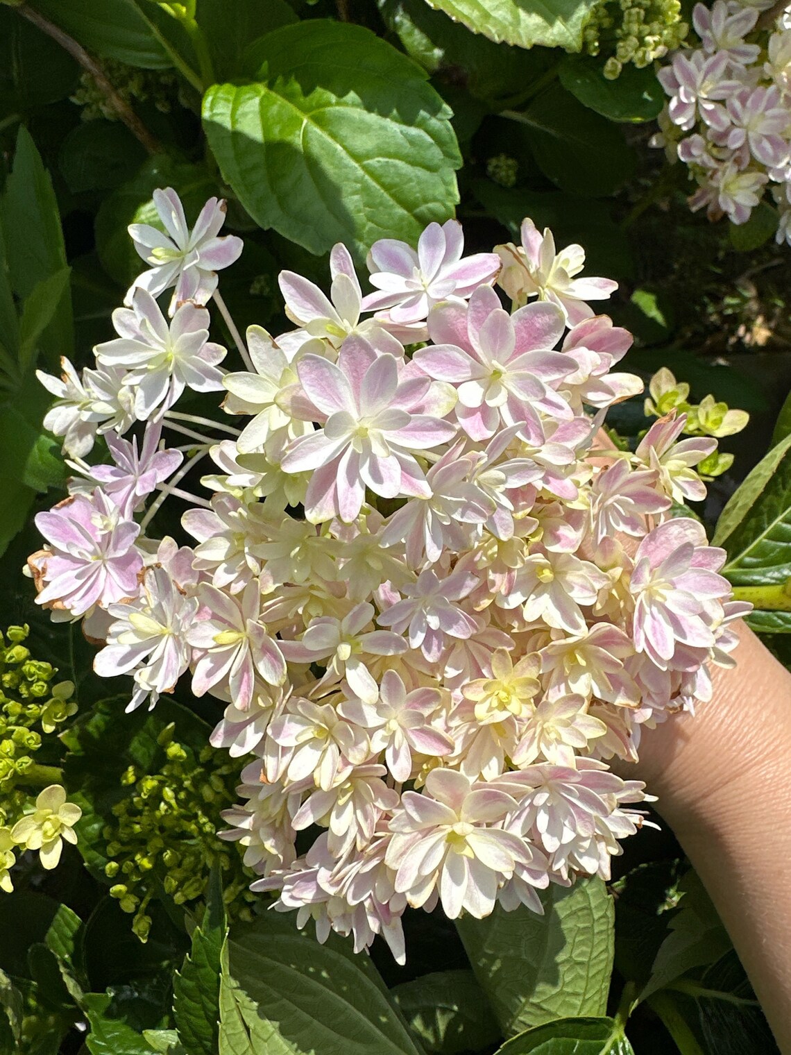 Rare Hydrangea Flower 1 Gallon Sent at Random.（rooted)smooth Hydrangea ...