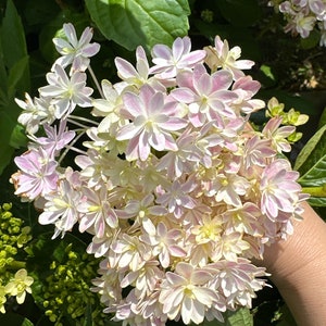 Rare Hydrangea Flower 1 Gallon Sent at Random.（rooted)smooth Hydrangea ...