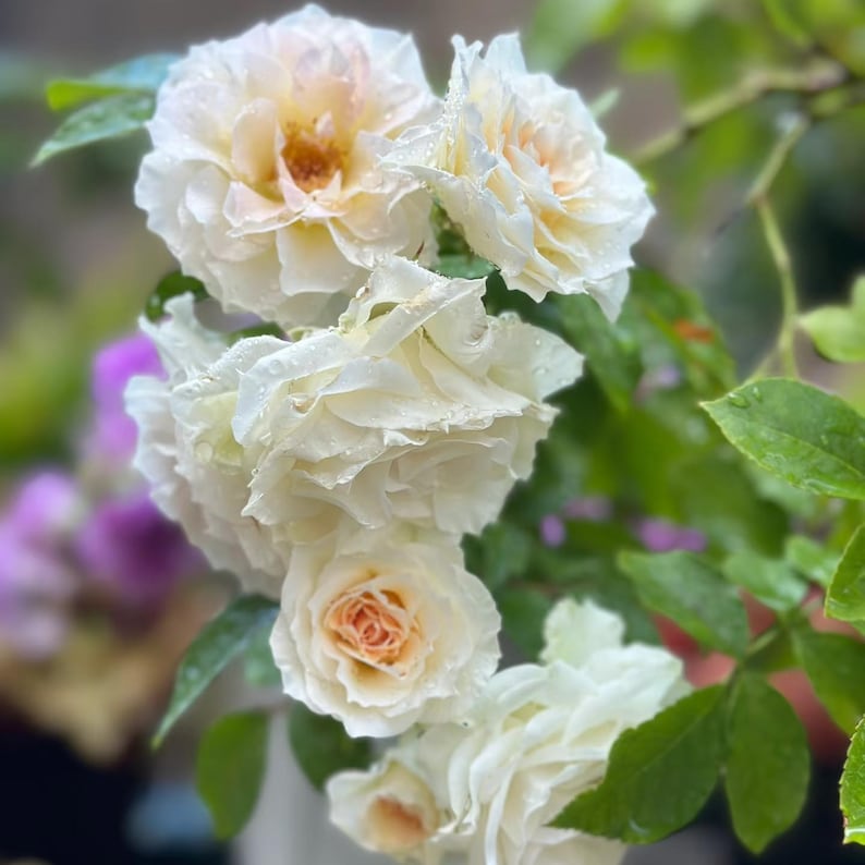 Rare Rose Flower 1 Gal Ice Cream - Etsy