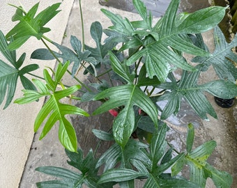 Philodendron Pedatum Variegated not Florida Beauty High Viraigation ...