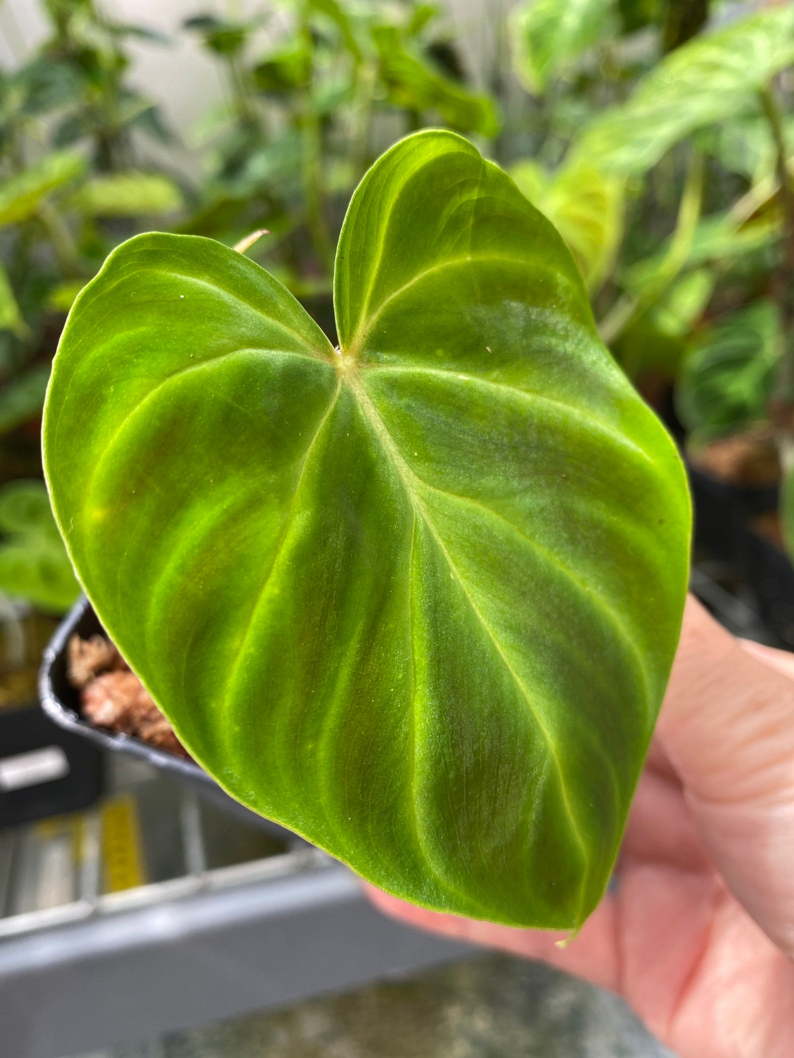 US Seller Philodendron Verrucosum Super 'mini' Red - Etsy