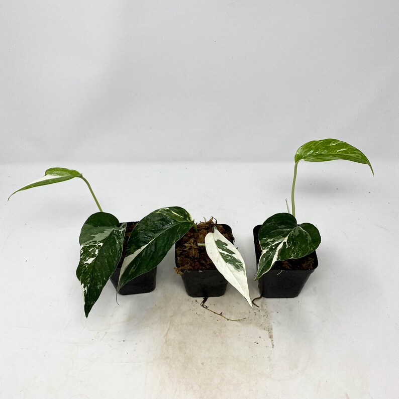 Variegated Epipremnum Pinnatum RARE - Etsy