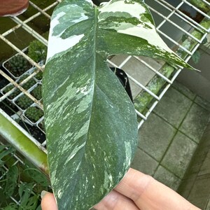 Variegated Epipremnum Pinnatum (RARE!!!!!!) - Etsy