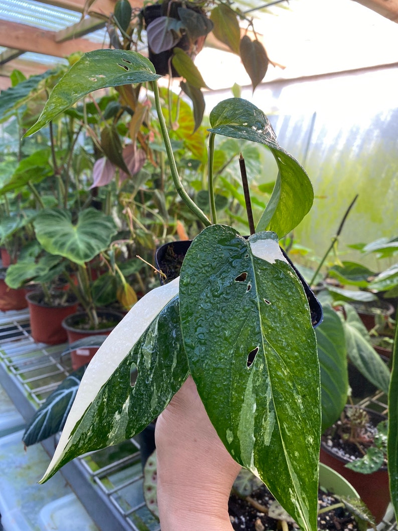 Variegated Epipremnum Pinnatum RARE - Etsy