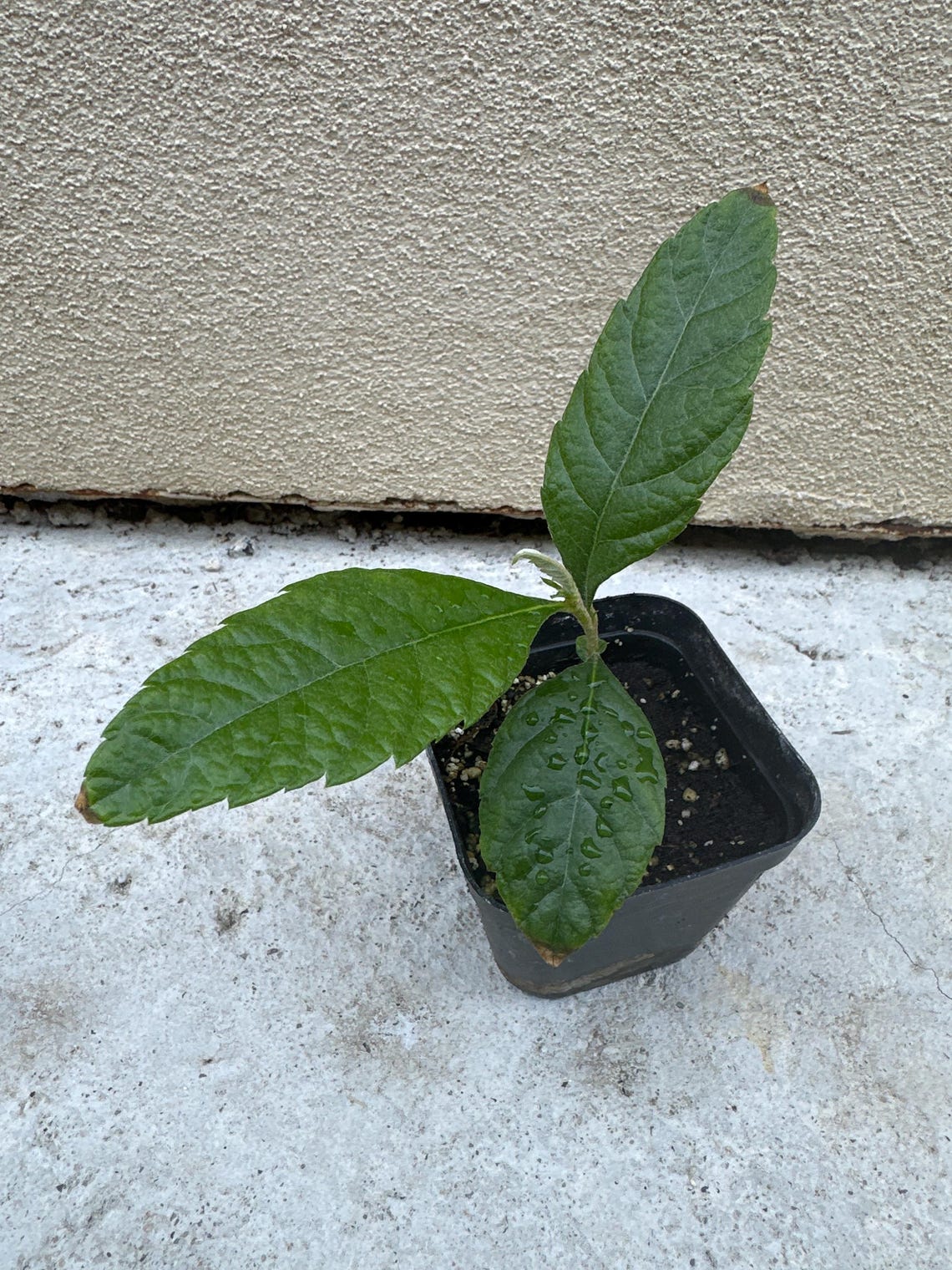 Loquat Tropical Fruit Live Tree | Non GMO Naturally Grown Seedling 4 ...