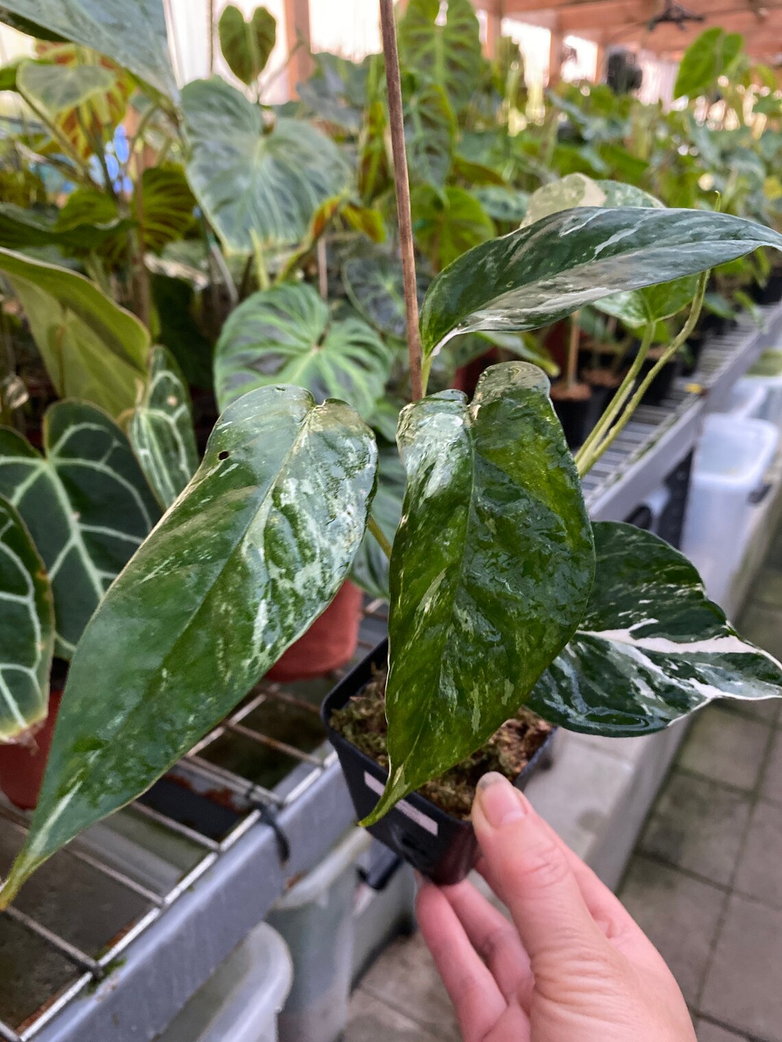 Variegated Epipremnum Pinnatum RARE - Etsy