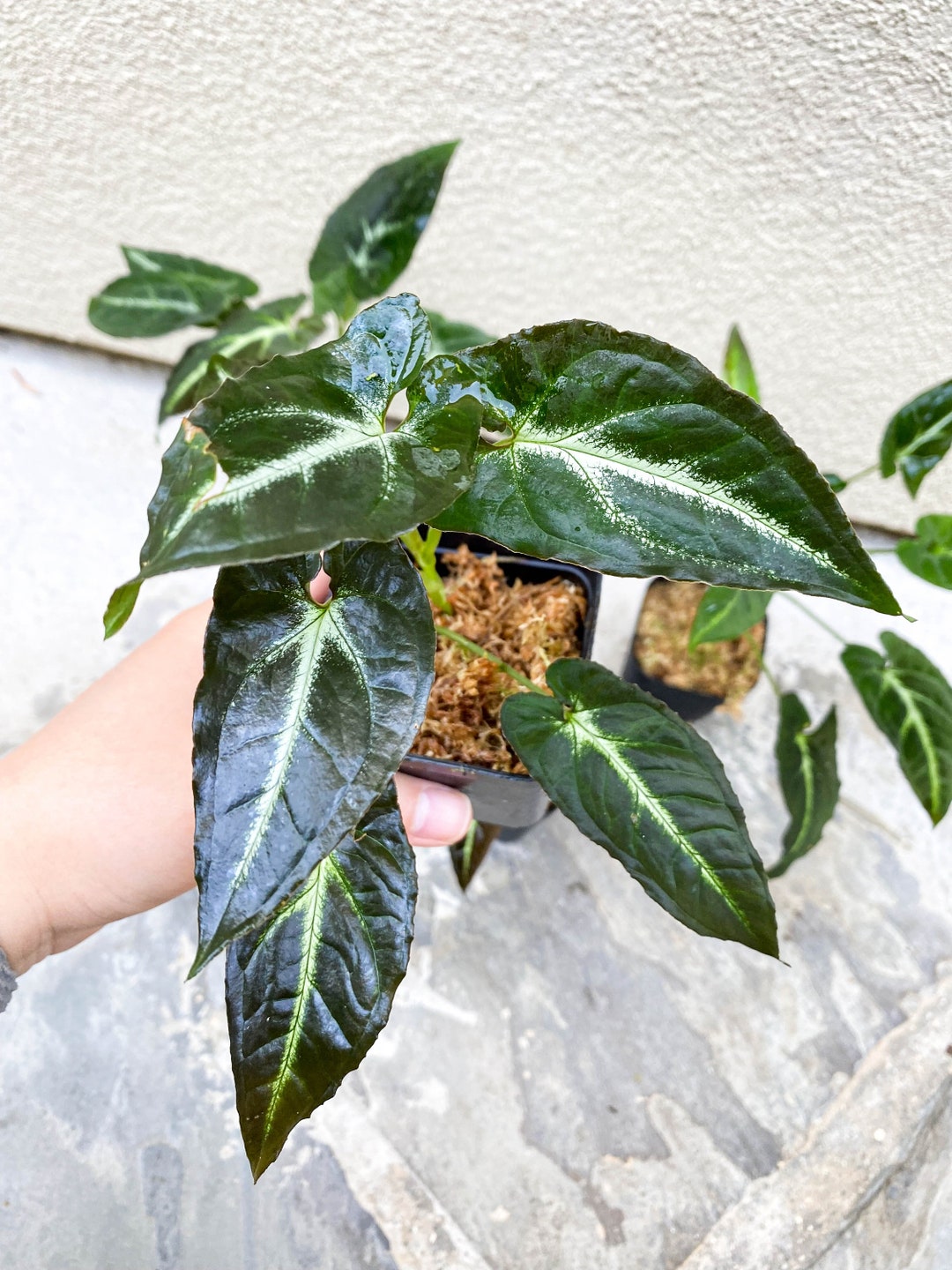 Syngonium Rayii Dark Green - Etsy