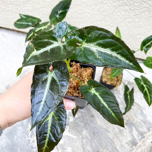 Syngonium Rayii Dark Green - Etsy