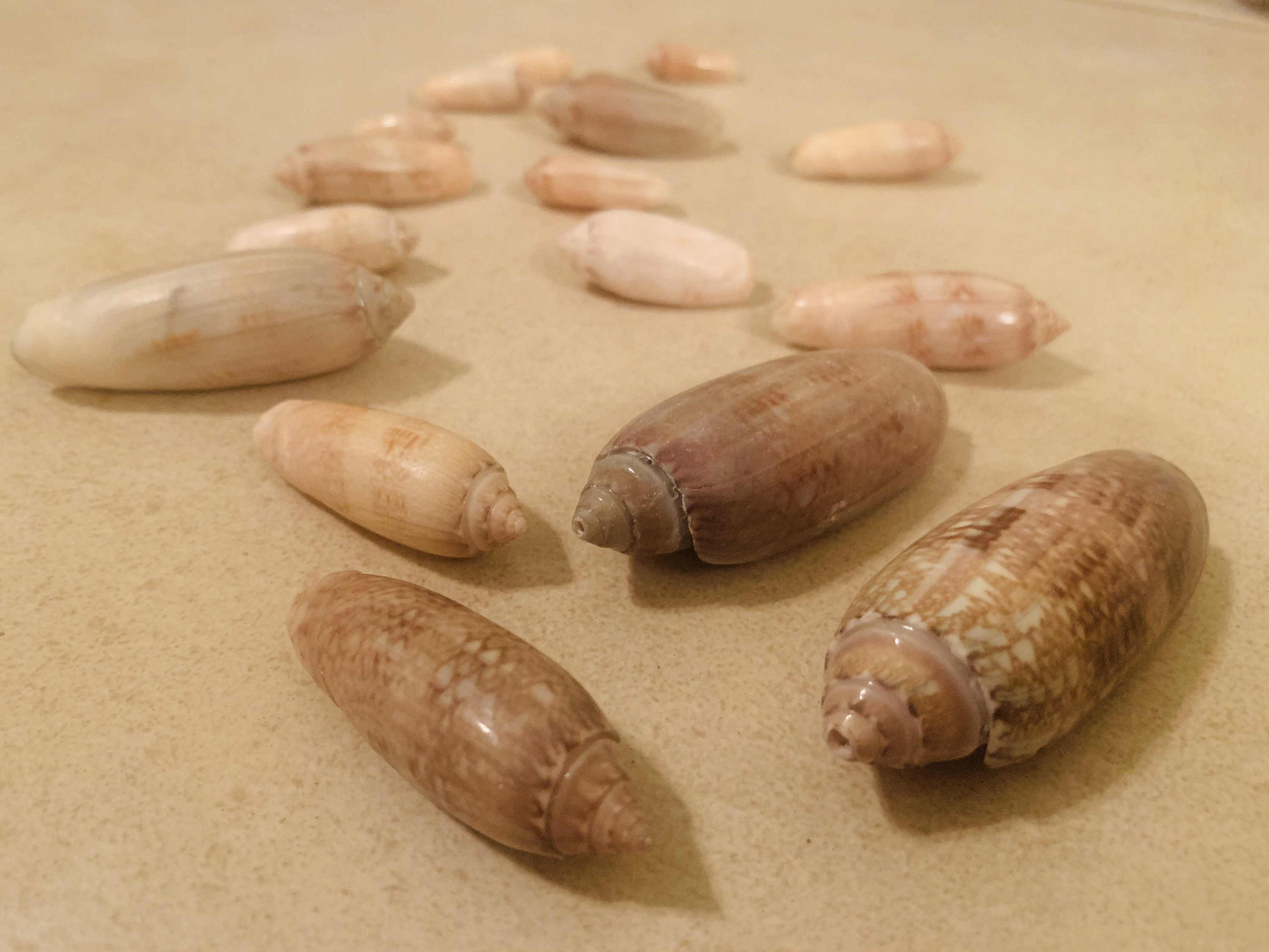 Lettered Olive Shells | Etsy