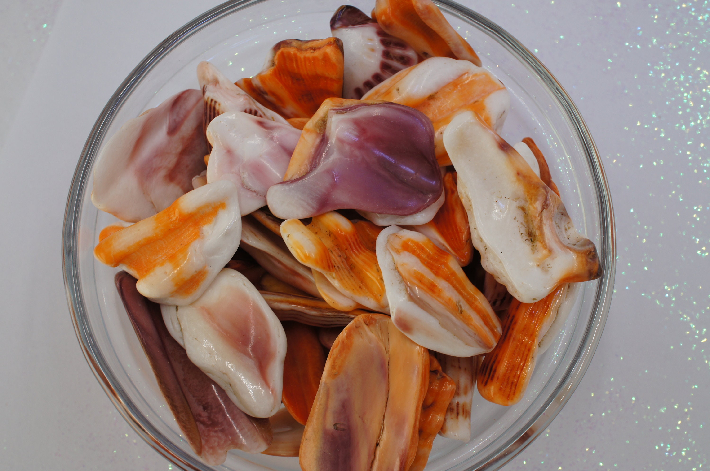 Three Mano De Lion Shell Pieces - Etsy