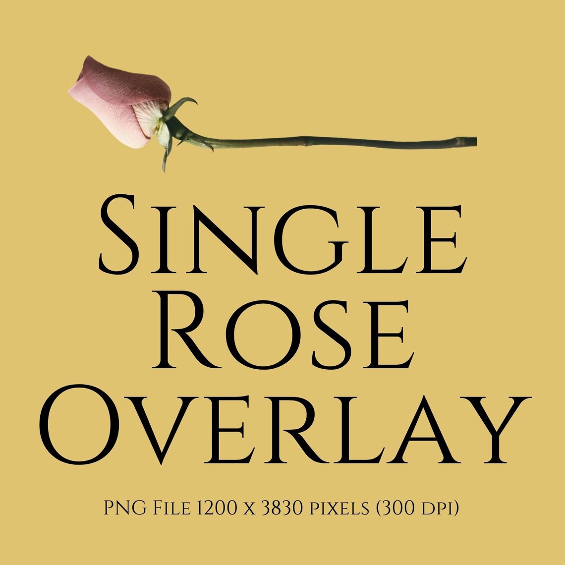 JD Single Pink Rose Overlay | Etsy