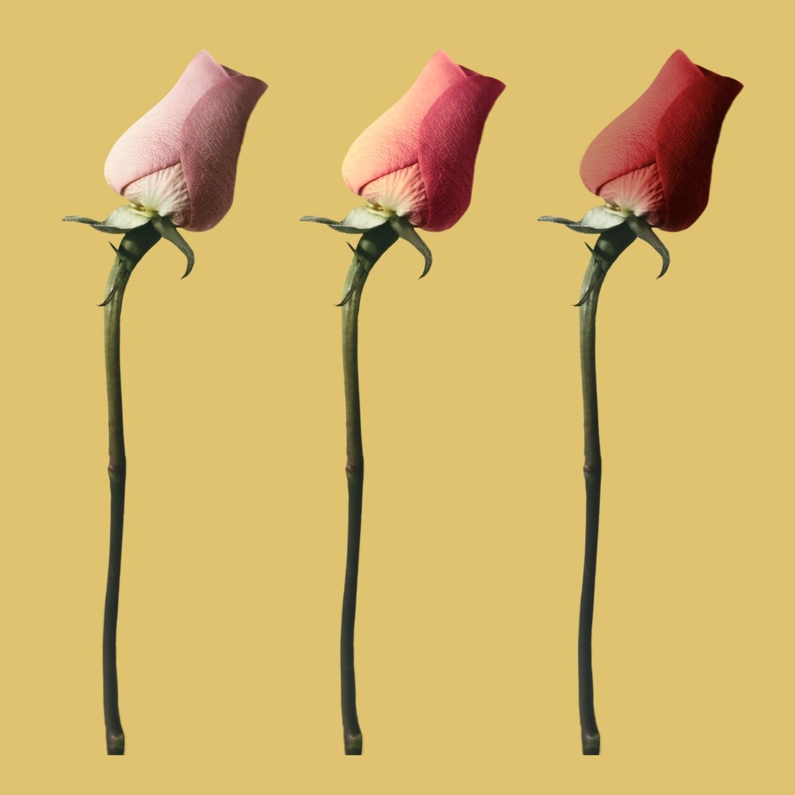 JD Single Pink Rose Overlay | Etsy