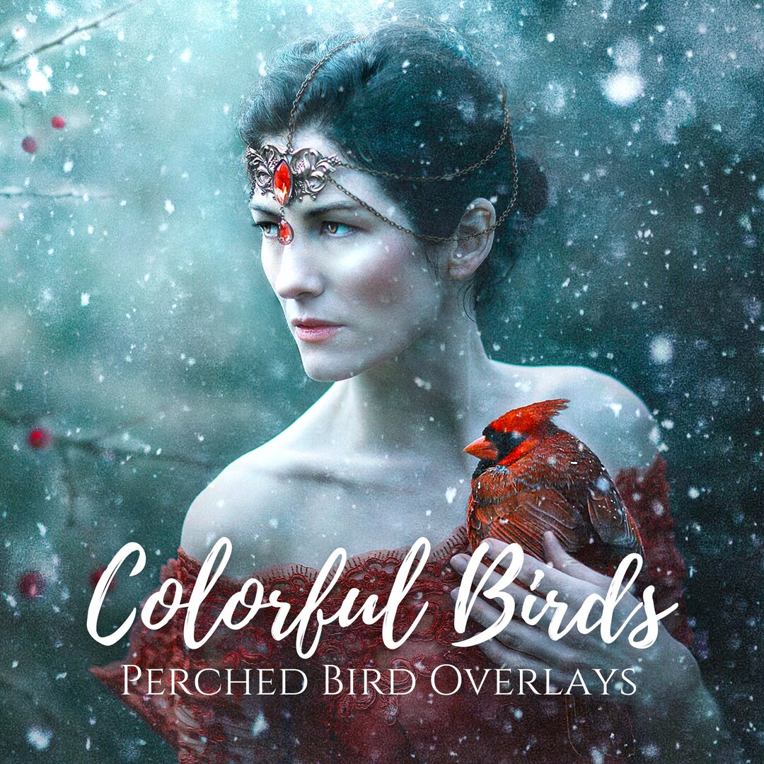 JD Colorful Birds - Perched Bird Overlays - Etsy
