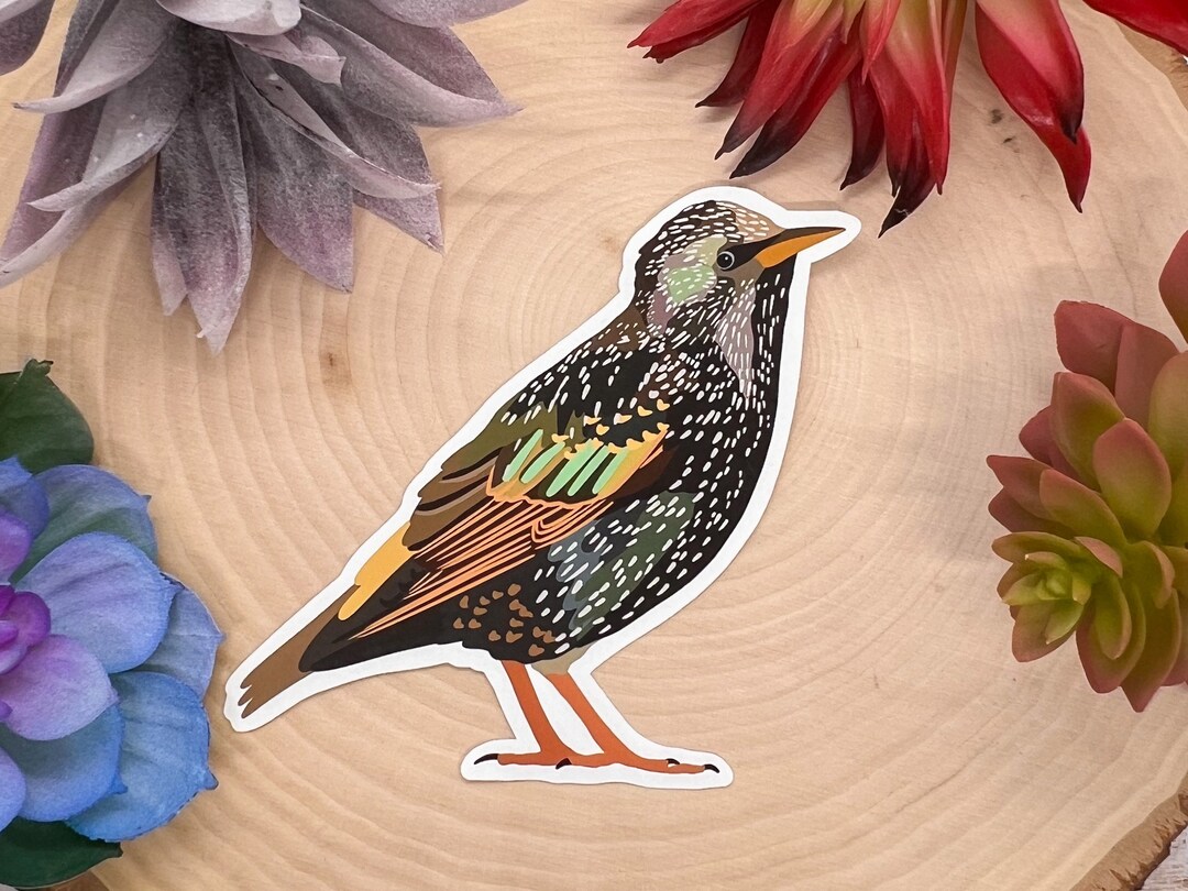 European Starling Sticker, Starling Bird, Starling Bird Sticker ...