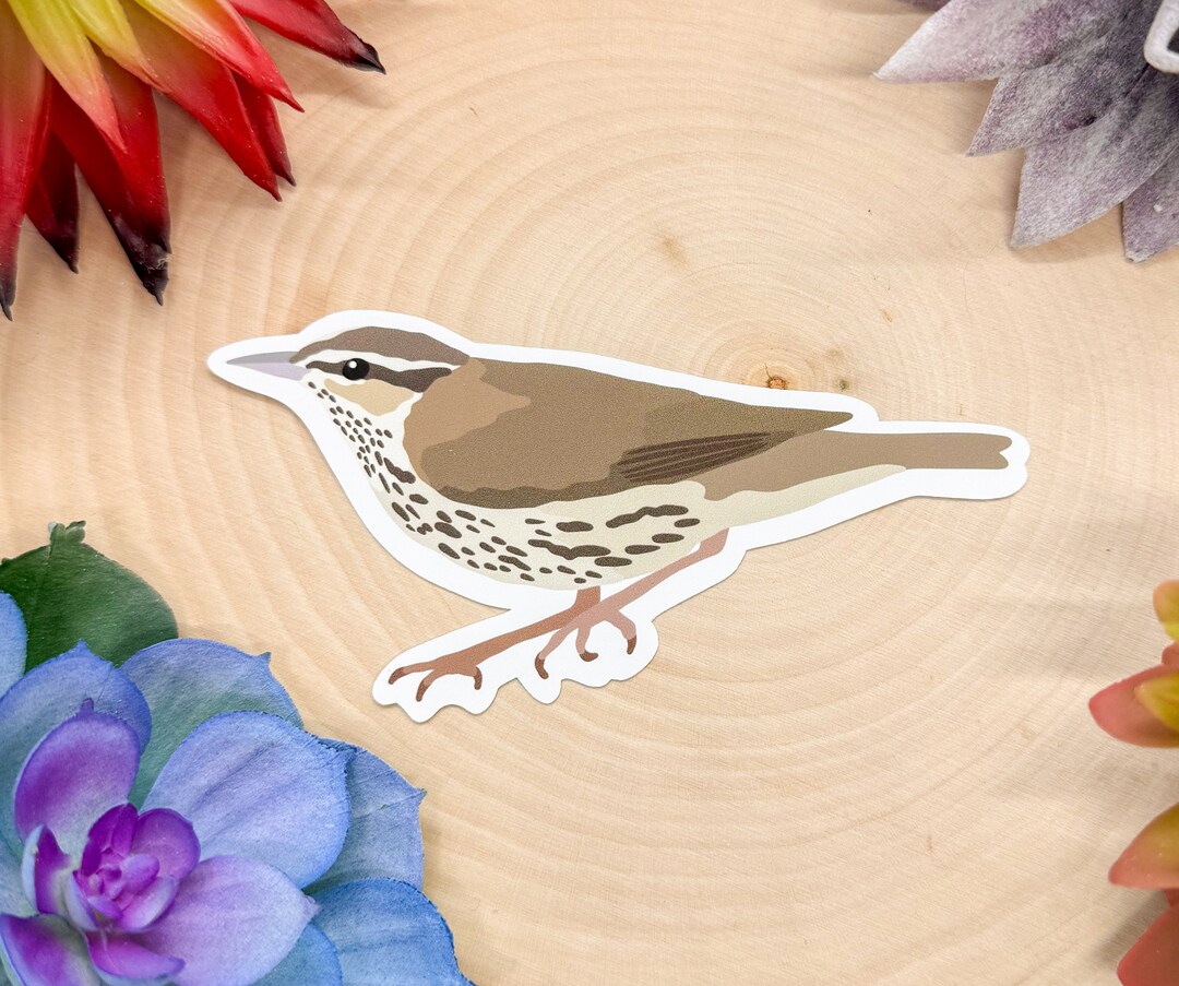 Northern Waterthrush Sticker, Northern Waterthrush Decal, Waterthrush ...