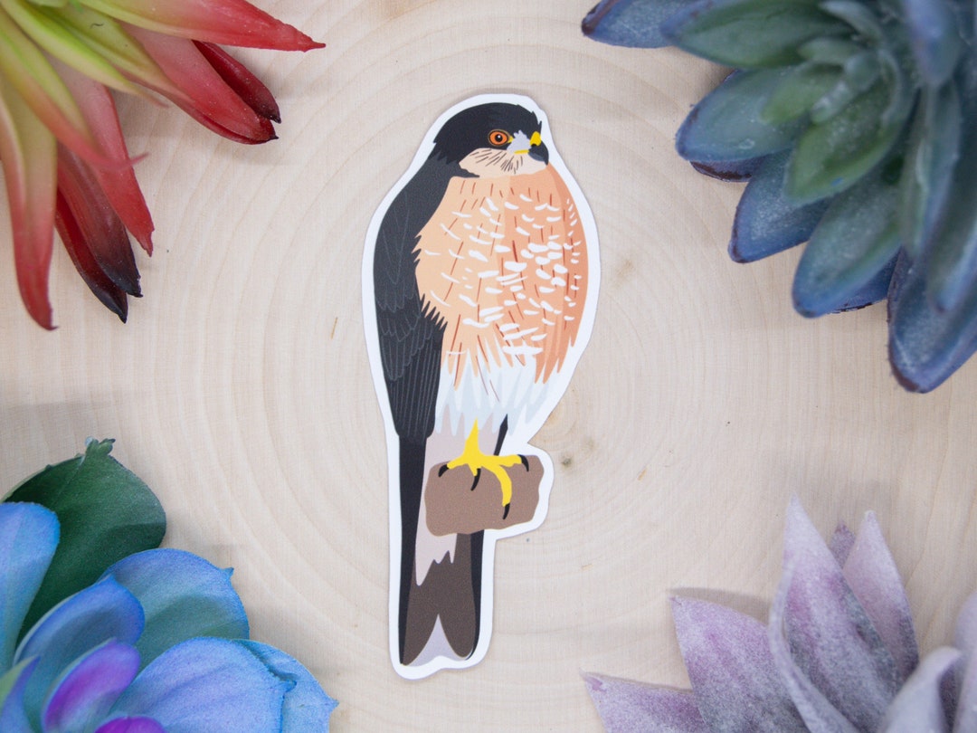Sharp Shinned Hawk Sticker, Hawk Decal, Hawk Sticker, Coopers Hawk ...