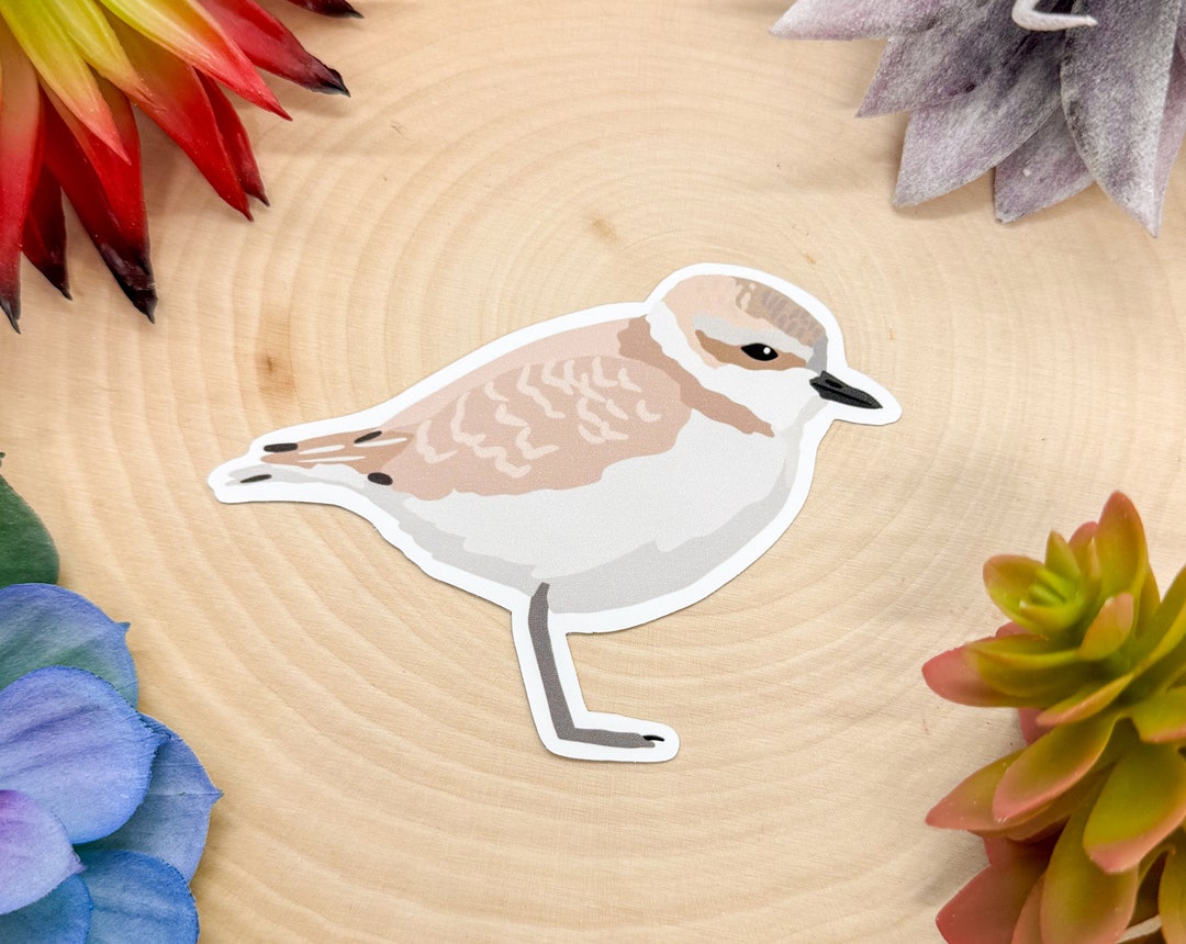 Snowy Plover Sticker, Snowy Plover Decal, Snowy Plover Gift, Snowy ...