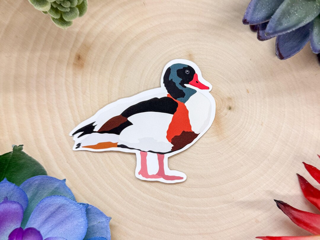 Common Shelduck Sticker, Common Shelduck Decal, Common Shelduck Gift ...