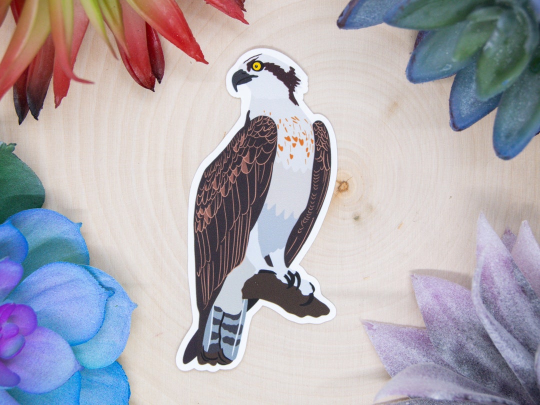 Osprey Sticker, Bird Sticker, Birdwatching Sticker, Birding Sticker ...