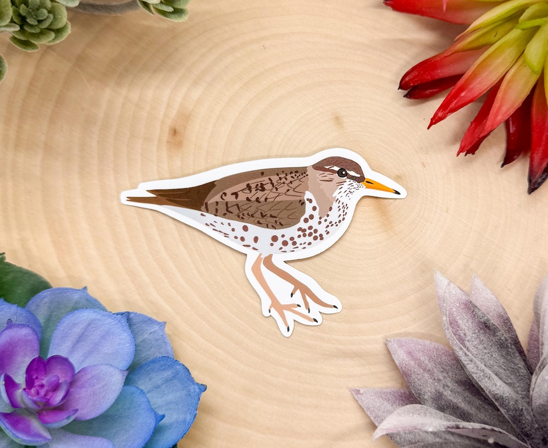 Spotted Sandpiper Sticker, Sandpiper Sticker, Sandpiper Decal ...