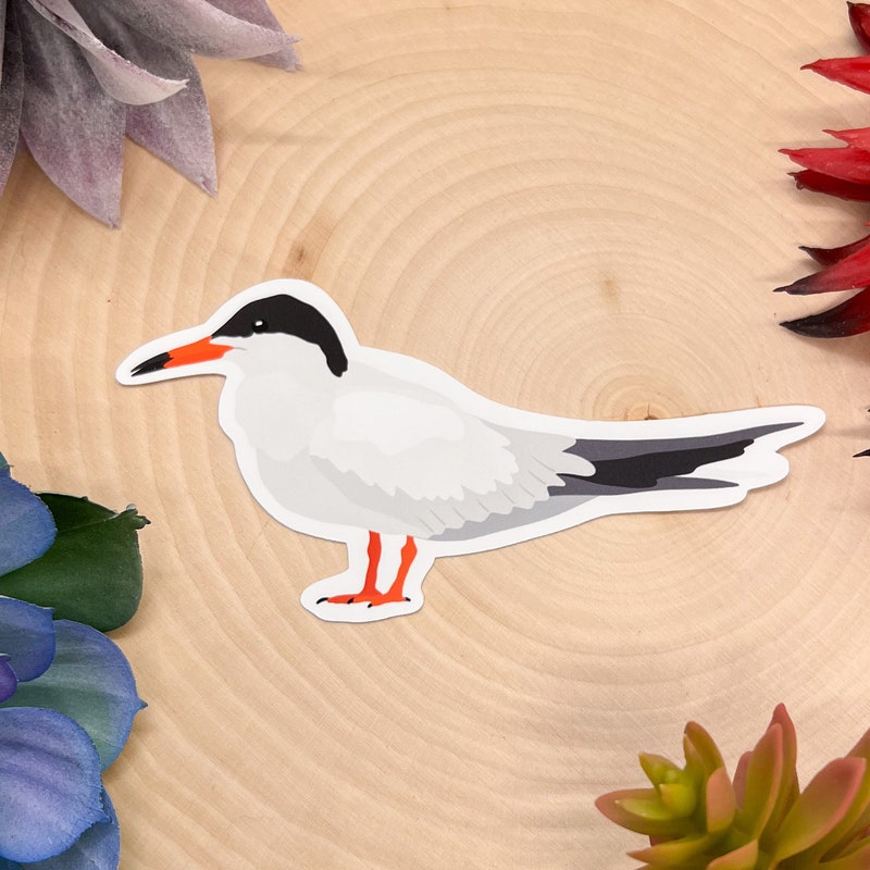 Arctic Tern - Etsy