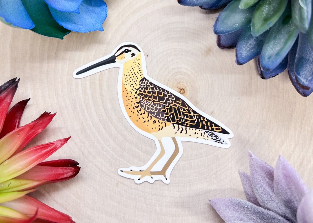 Dowitcher Sticker Bird Sticker Birdwatching Sticker Birding - Etsy