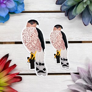 Cooper’s Hawk Sticker, Bird Sticker, Birdwatching Sticker, Birding ...