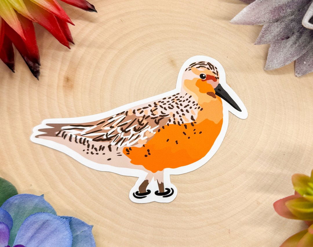 Red Knot Sticker, Red Knot Decal, Red Knot Bird Gift, Red Knot Bird ...