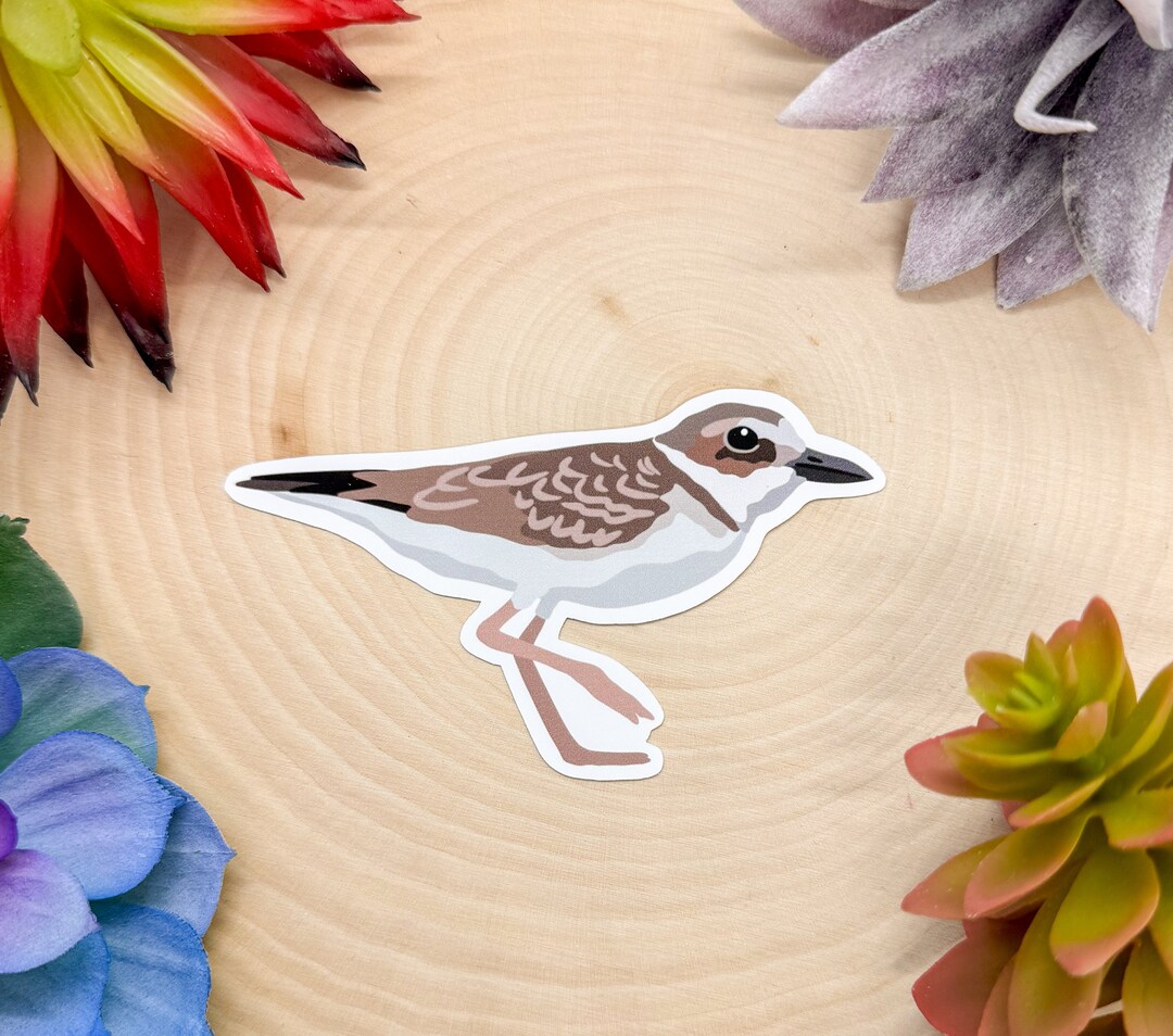 Wilson’s Plover Sticker, Wilson’s Plover Decal, Wilson’s Plover Gift ...