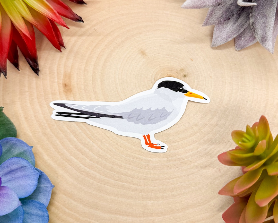 Least Tern Sticker, Least Tern Decal, Least Tern Gift, Least Tern Decor ...