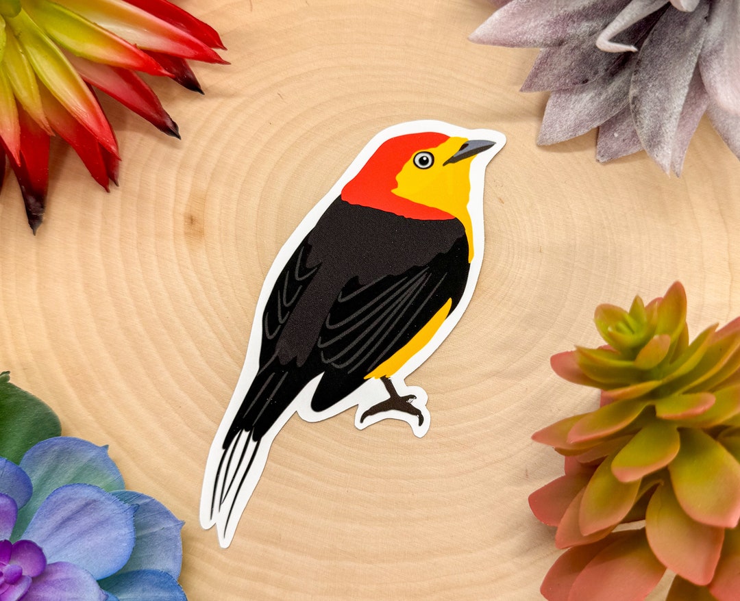 Wire Tailed Manakin Sticker, Manakin Decal, Manakin Gift, Manakin Decor ...