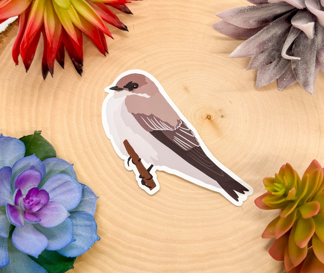 Northern Rough Winged Swallow Sticker, Rough Winged Swallow Decal ...