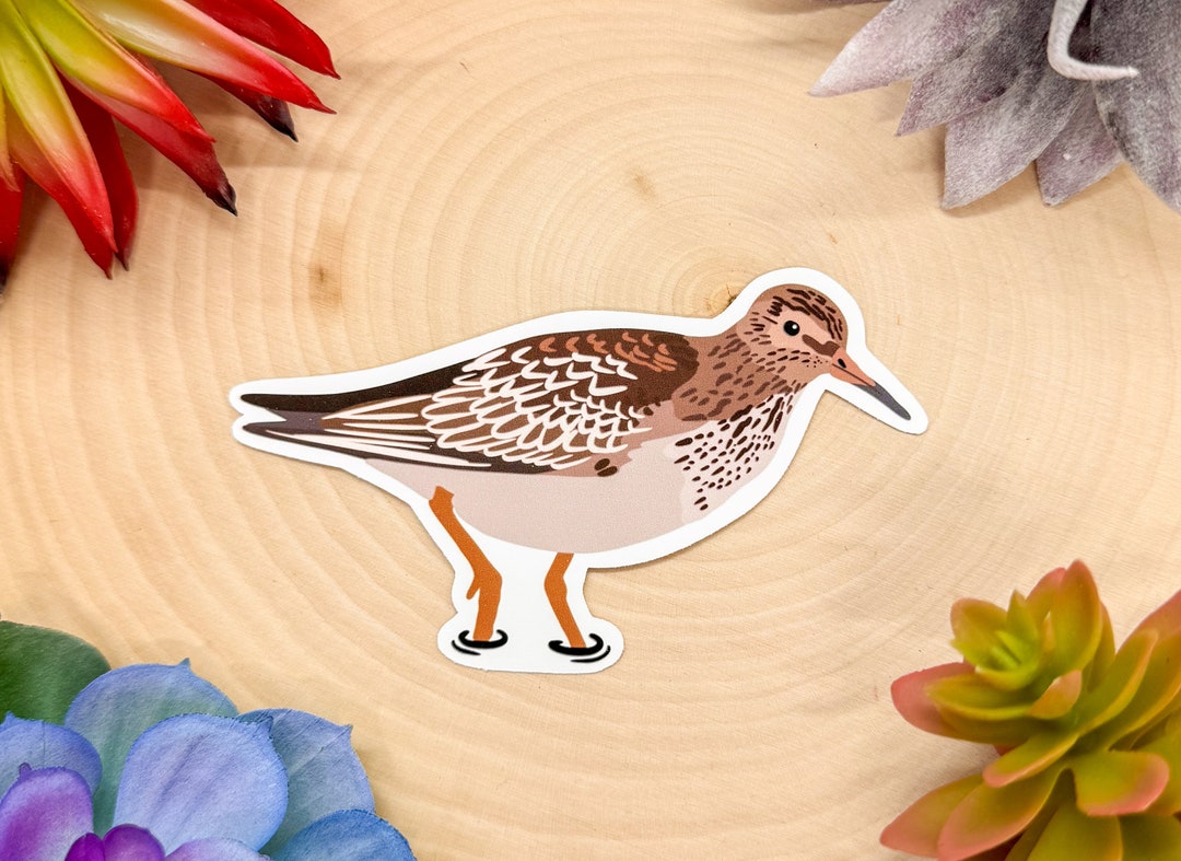Pectoral Sandpiper Sticker, Pectoral Sandpiper Decal, Sandpiper Gift ...