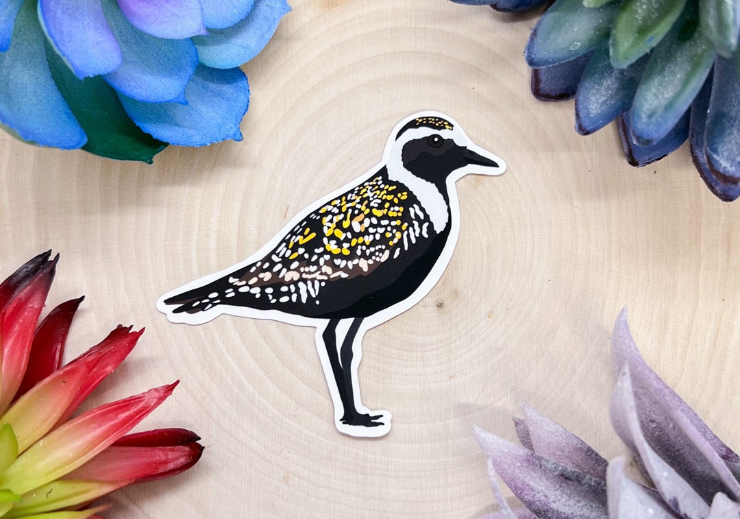 American Golden Plover Sticker, Bird Sticker, Birdwatching Sticker ...