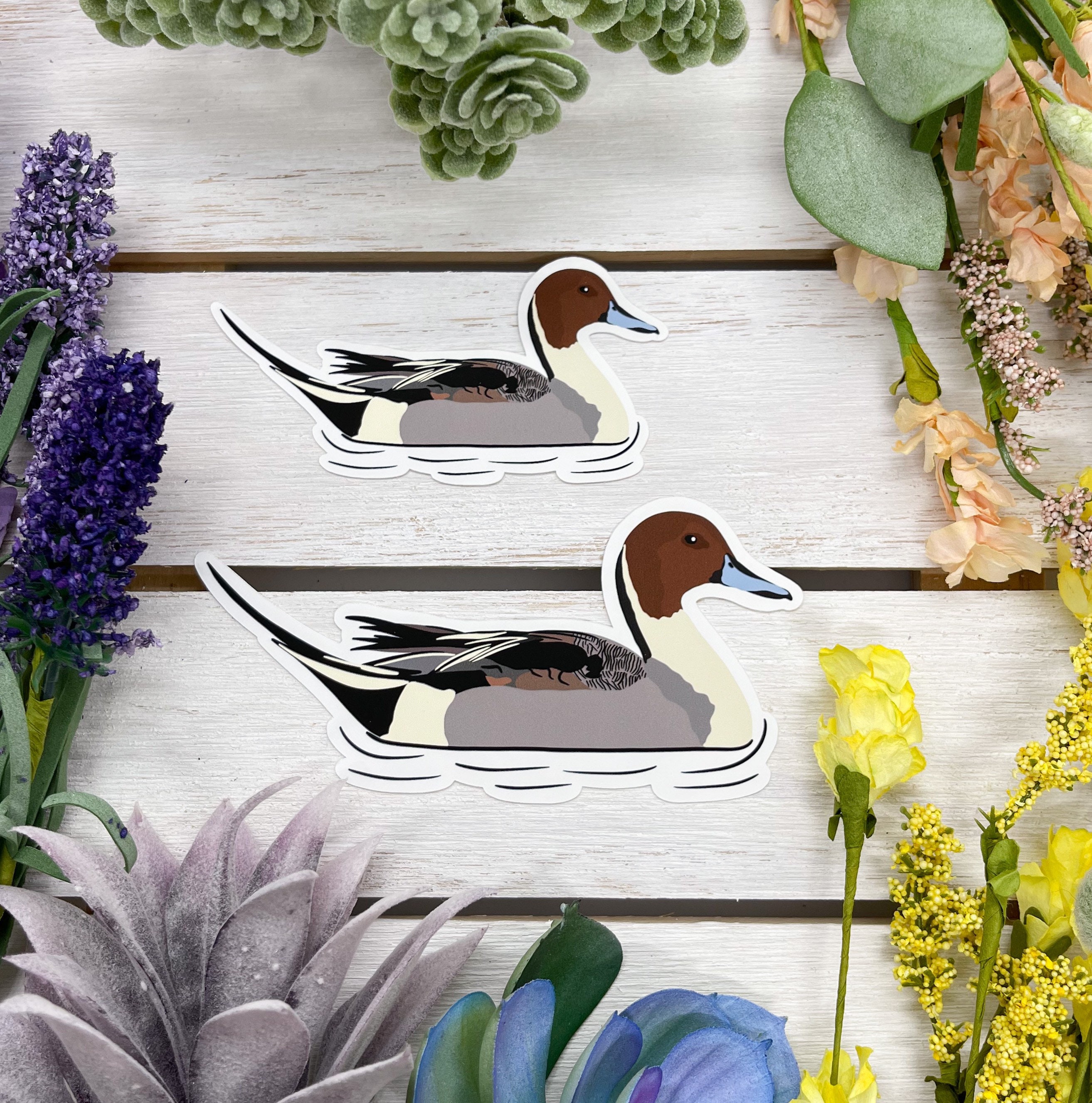 Pintail Duck Sticker Bird Sticker Birdwatching Sticker - Etsy