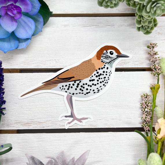 Wood Thrush Sticker Wood Thrush Decal Thrush Bird Wood - Etsy