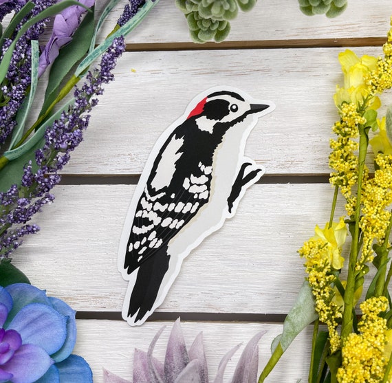 Downy Woodpecker Sticker Bird Sticker Birdwatching Sticker - Etsy