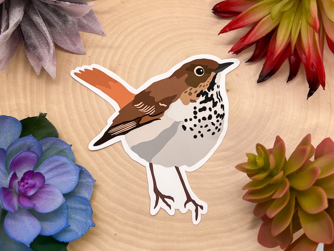 Hermit Thrush Sticker, Hermit Thrush Decal, Hermit Thrush Gift, Hermit ...